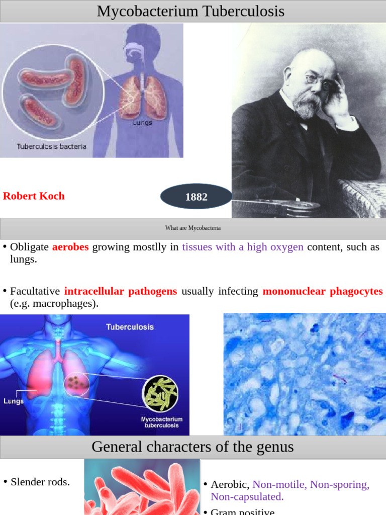 Mycobacterium Tuberculosis | PDF | Mycobacterium | Tuberculosis