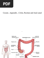 Detailed Anatomy of Appendix and Colon | PDF | Large Intestine | Anatomy