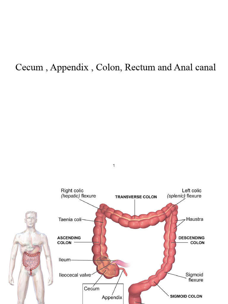 Cecum ,Appendix,Colon & Anal Canal (1) | PDF | Large Intestine | Rectum