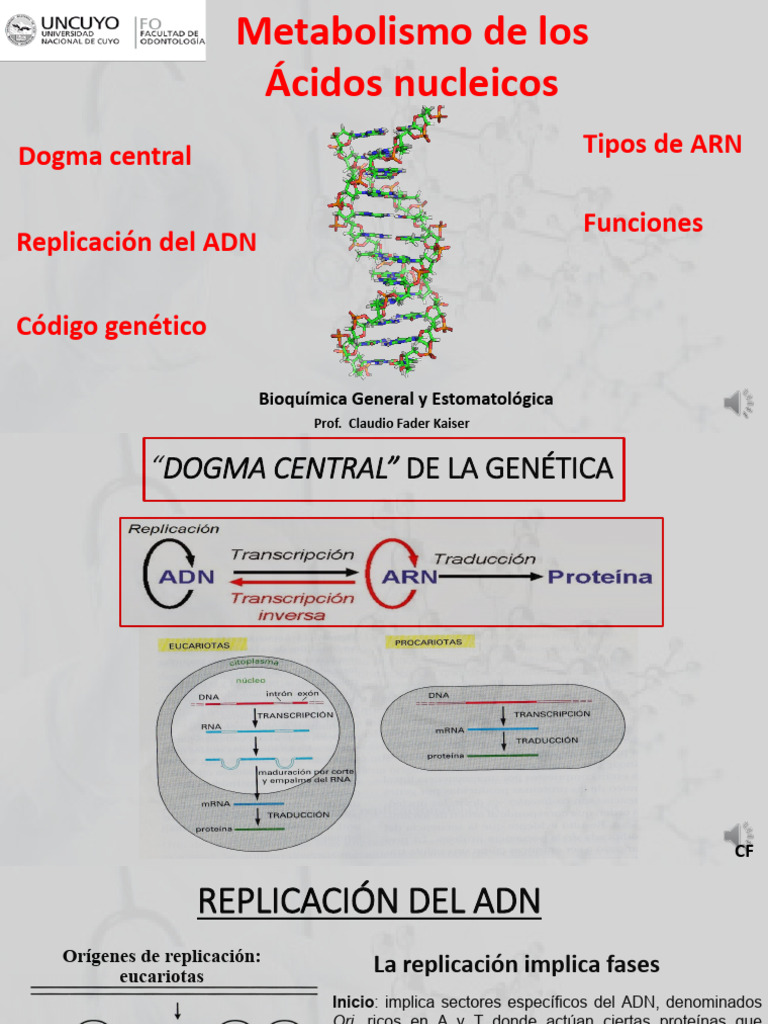 Bloque 3-Metabolismo de Ácidos Nucleicos 2024 | PDF | Replicación De ...