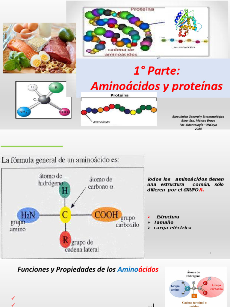 BLOQUE IV- 1°PARTE-AA Y PROT 2024 UNCuyo - ALUMNOS | PDF | Aminoácidos | Péptido