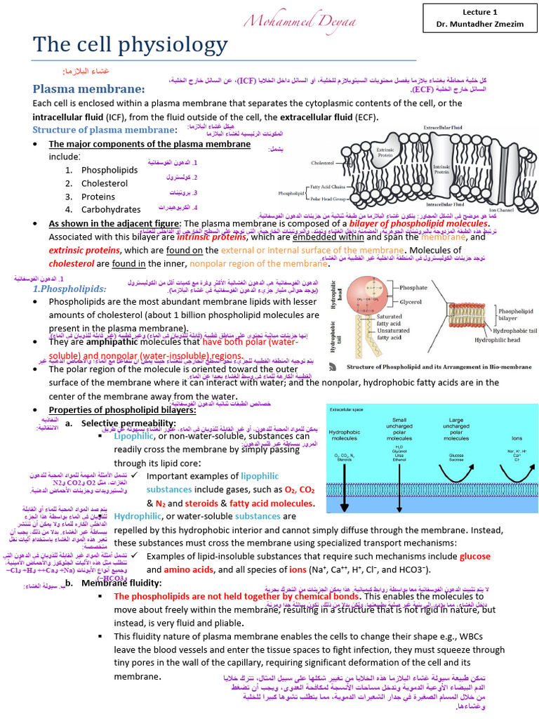 Plasma Membrane Structure & Functions | PDF | Cell Membrane ...