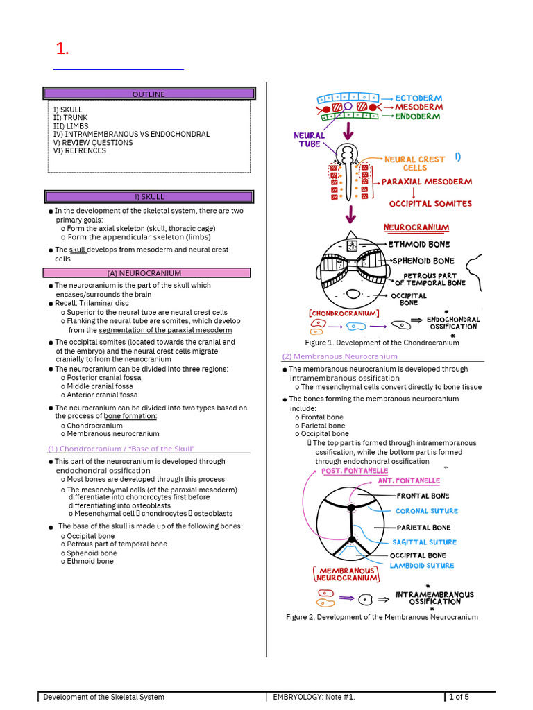 Skeletal System Development Overview | PDF | Skull | Bone