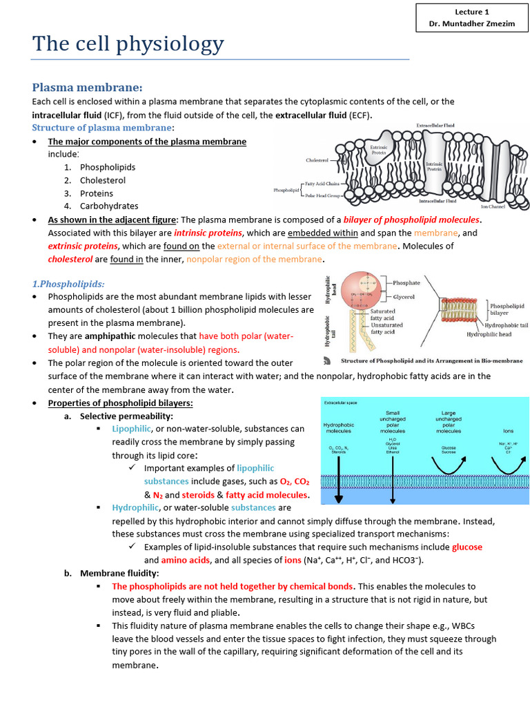 Lec1 Membrane Physiology | PDF | Cell Membrane | Proteins