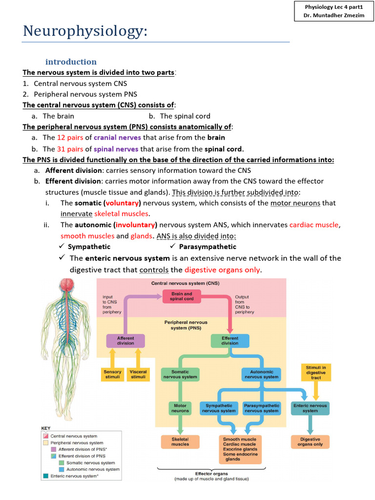 Neurophysiology Overview and Reflexes | PDF | Central Nervous System ...