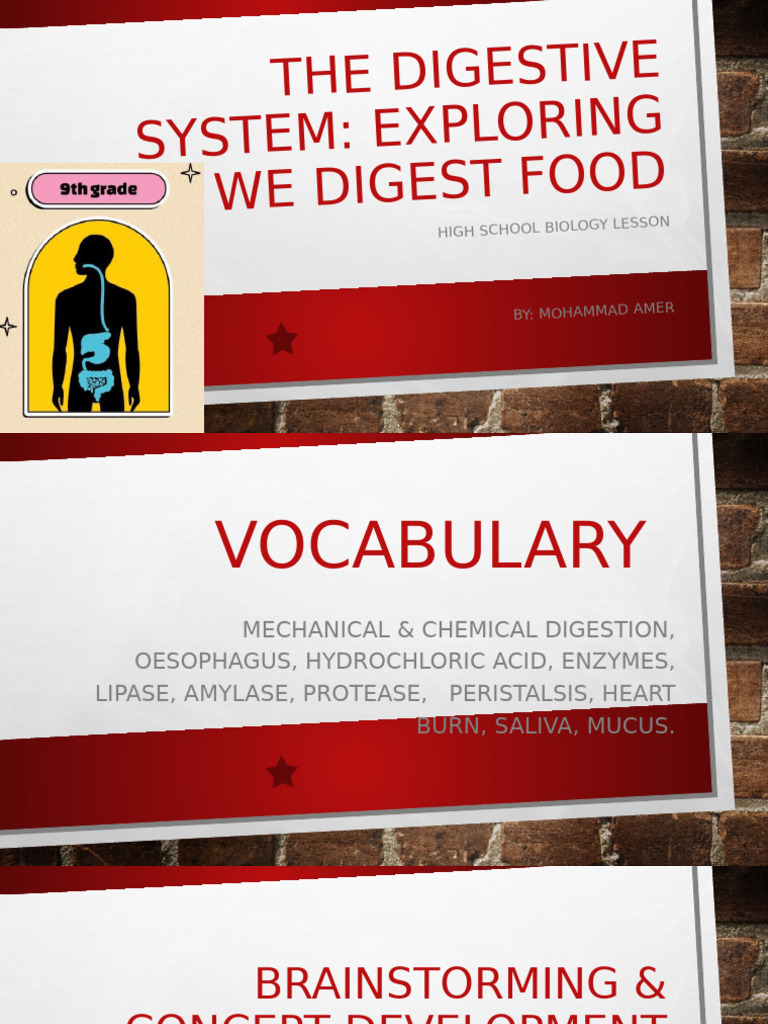 High School Biology: Digestive System | PDF