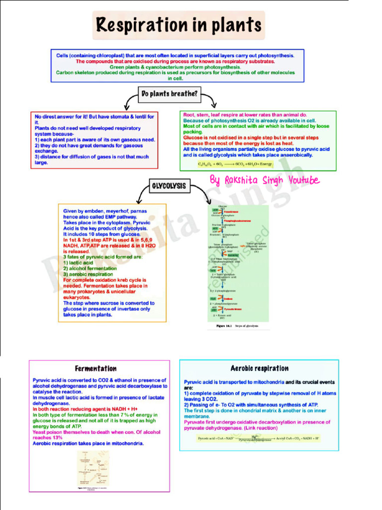 Respiration in Plants | PDF