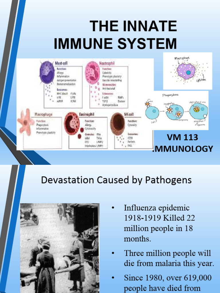 Overview of the Innate Immune System | PDF | Phagocyte | Immune System