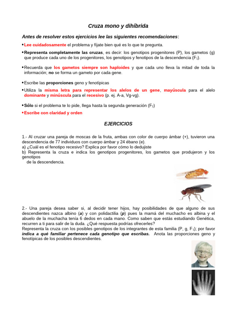 3 Cruzas Mono y Dihibrida | PDF