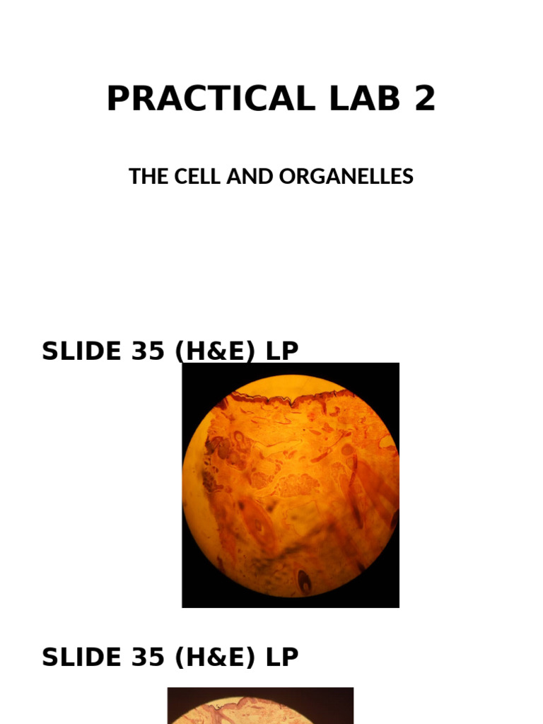 Practical Lab 2 | PDF Practical Lab 2 | PDF