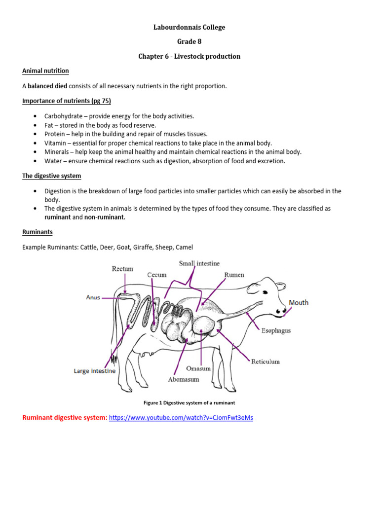 Grade 8 Livestock Production - Digestive Sytem | PDF | Digestion | Ruminant