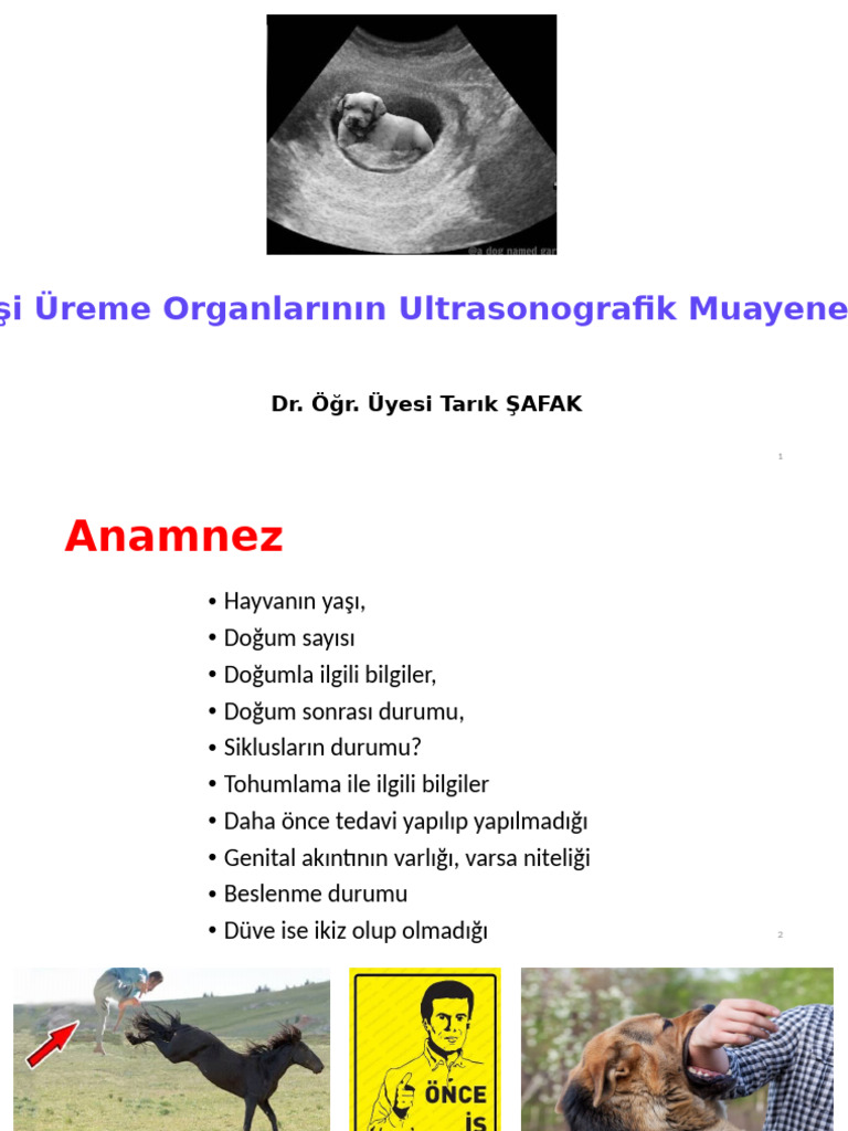 jinekolojik muayene | PDF