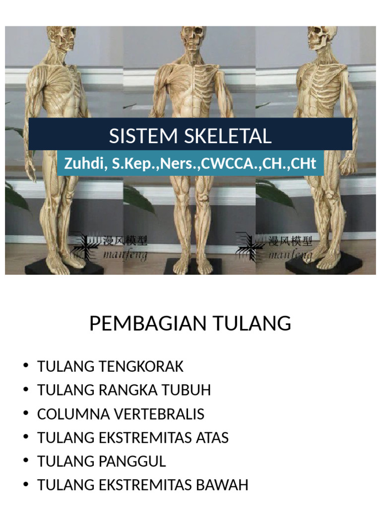 Sistem Skeletal 1 | PDF