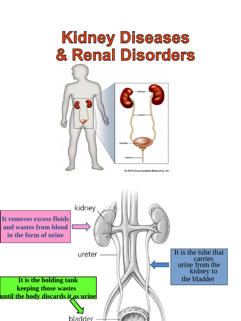 Kidney Renal System | PDF | Urinary Tract Infection | Kidney