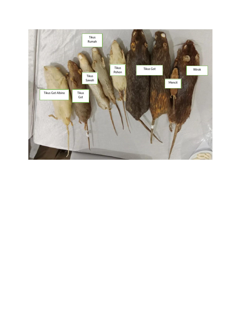 Jenis Tikus - Agnes Hutapea - 2 | PDF