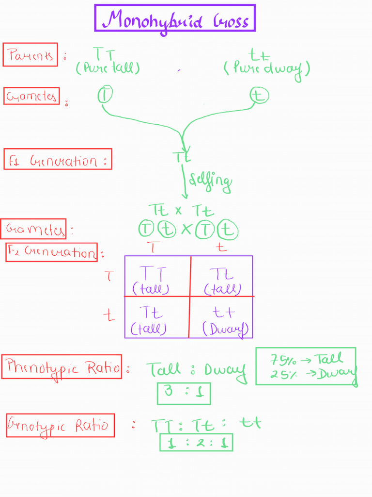 Monohybrid Cross Notes | PDF
