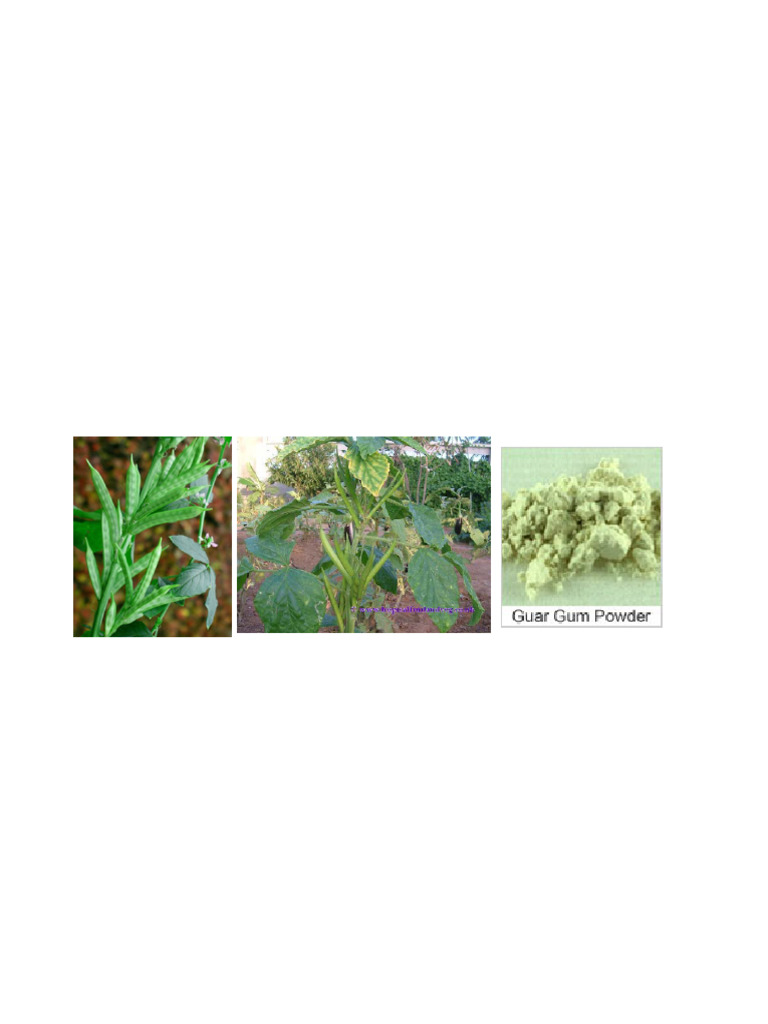 Cluster Bean: Cultivation Guide and Varieties | PDF | Sowing | Legume