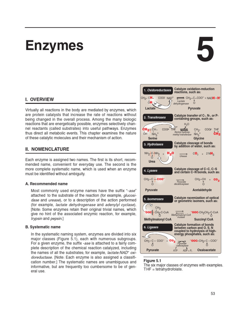 Enzymes | PDF | Enzyme | Enzyme Kinetics
