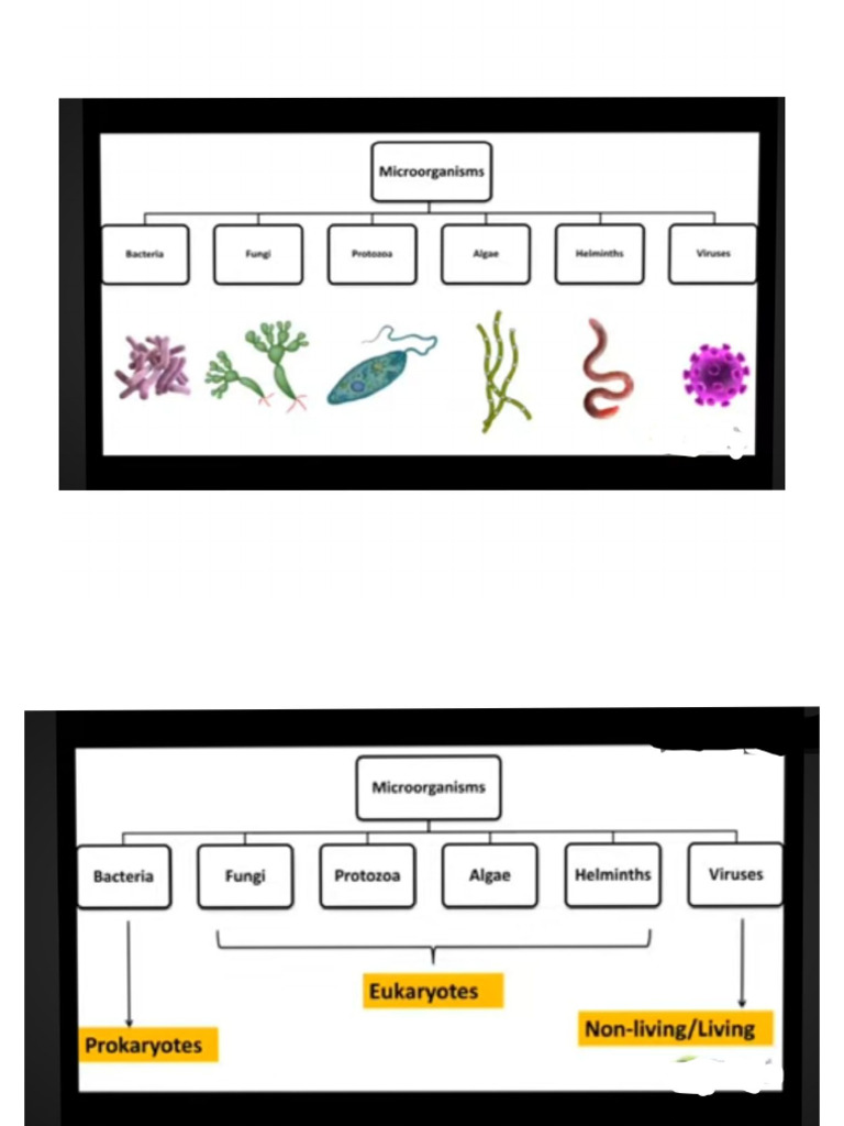 classification of microorganisms part -1 | PDF