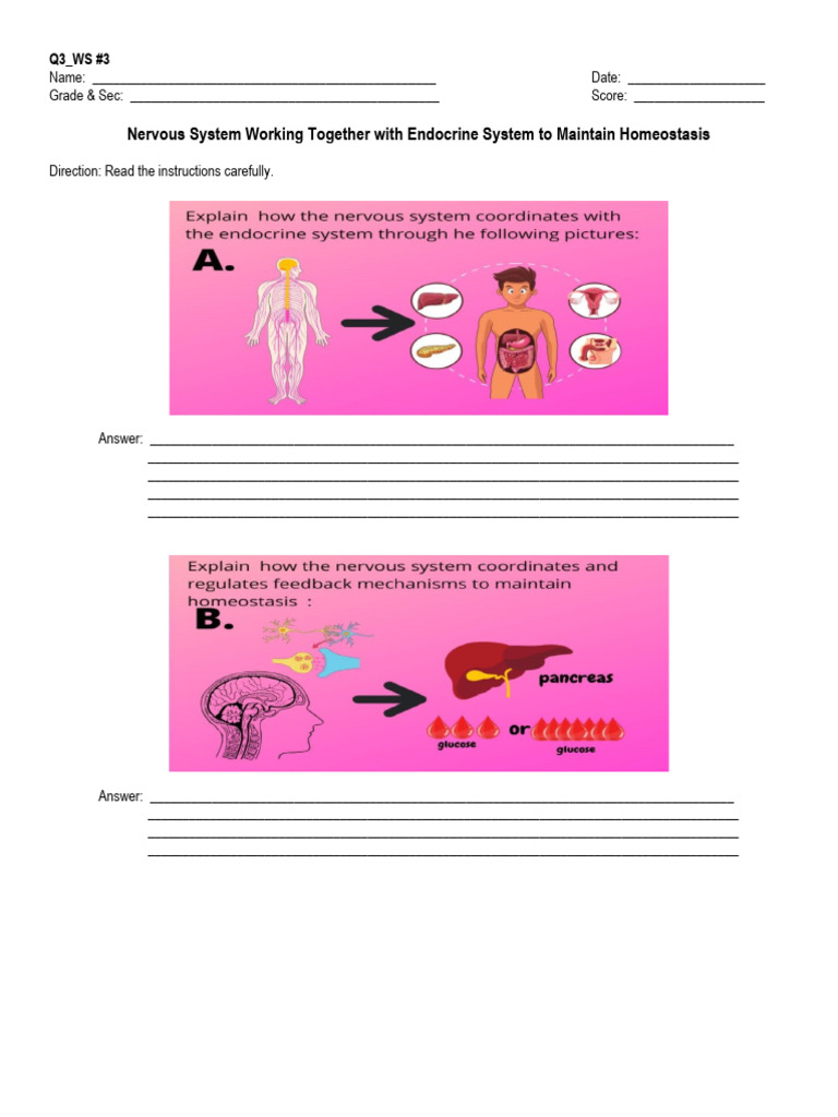 Nervous and Endocrine Systems Q3 Worksheet | PDF