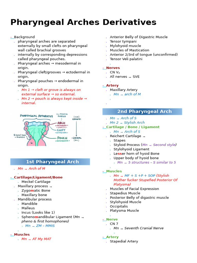 Pharyngeal Arch Derivatives Overview | PDF | Larynx | Human Anatomy