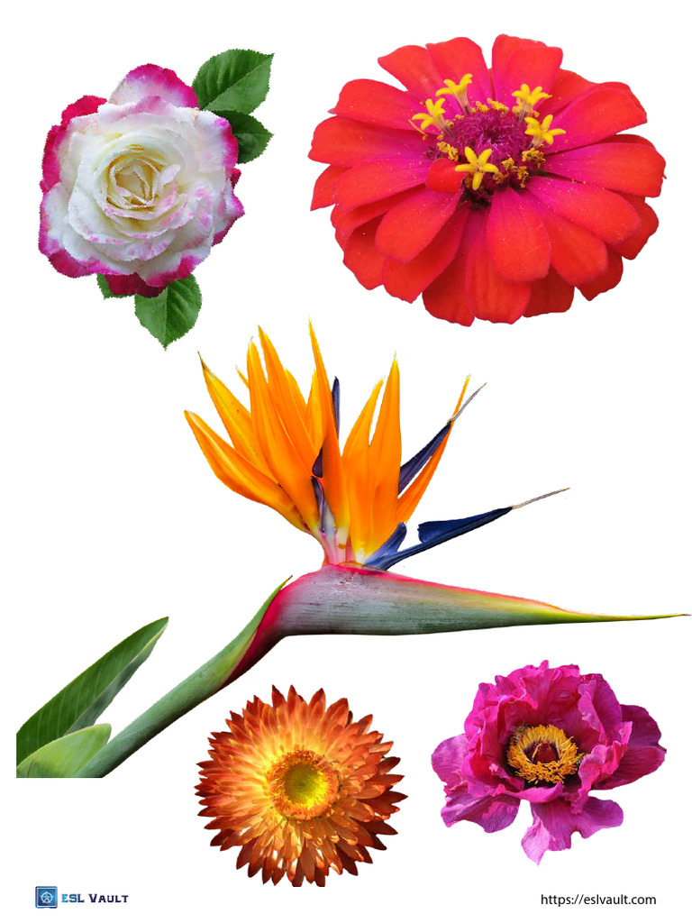 Free Printable Flower Photos 2 | PDF
