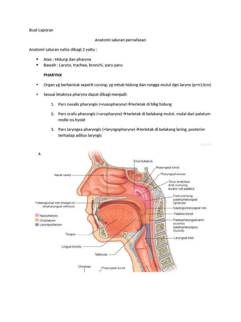 Anatomi pharynx | PDF