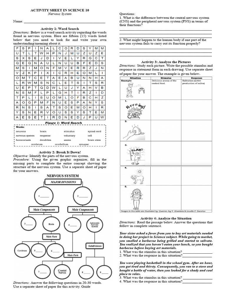 Nervous System Activity Sheet | PDF | Nervous System | Central Nervous ...