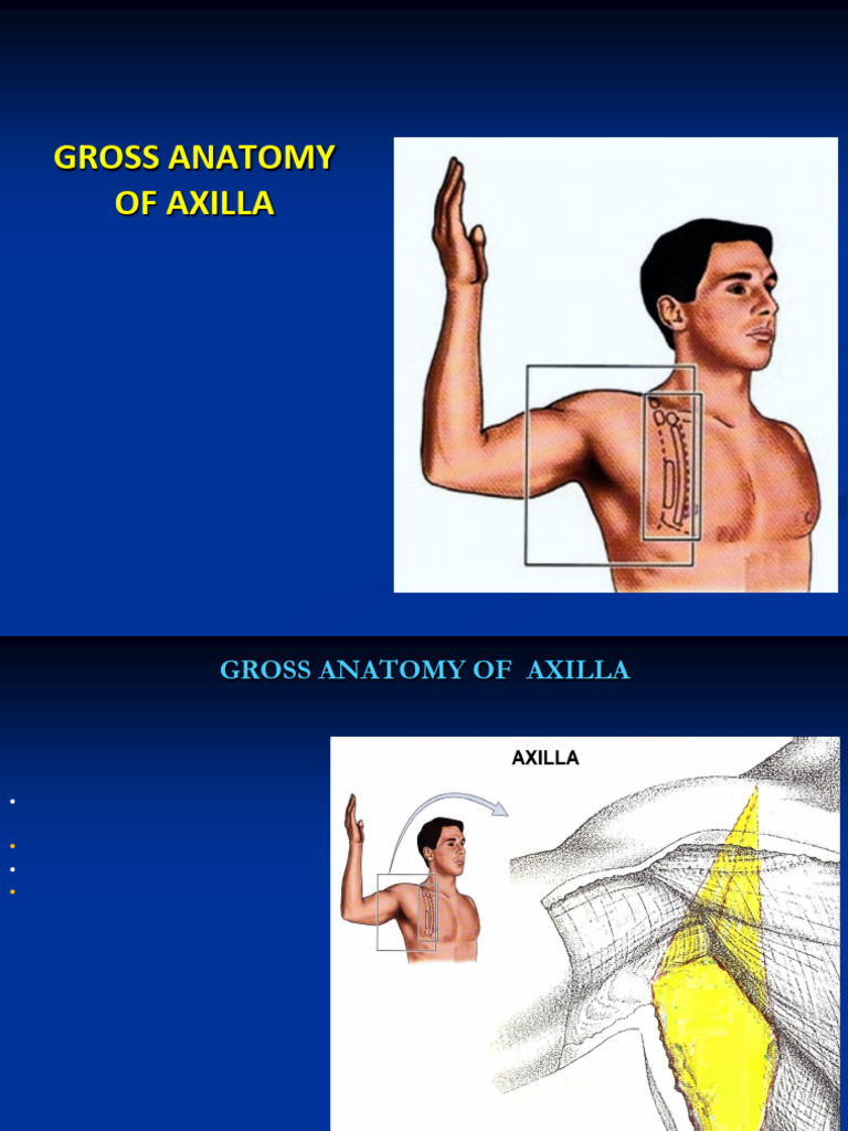 Gross Anatomy of Axilla 2023 | PDF | Musculoskeletal System | Limbs (Anatomy)