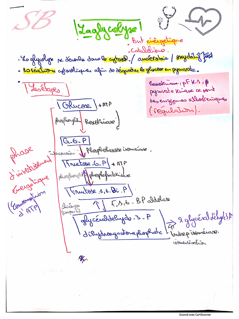 Glycolyse Résumé (By Sabil BNCR) | PDF