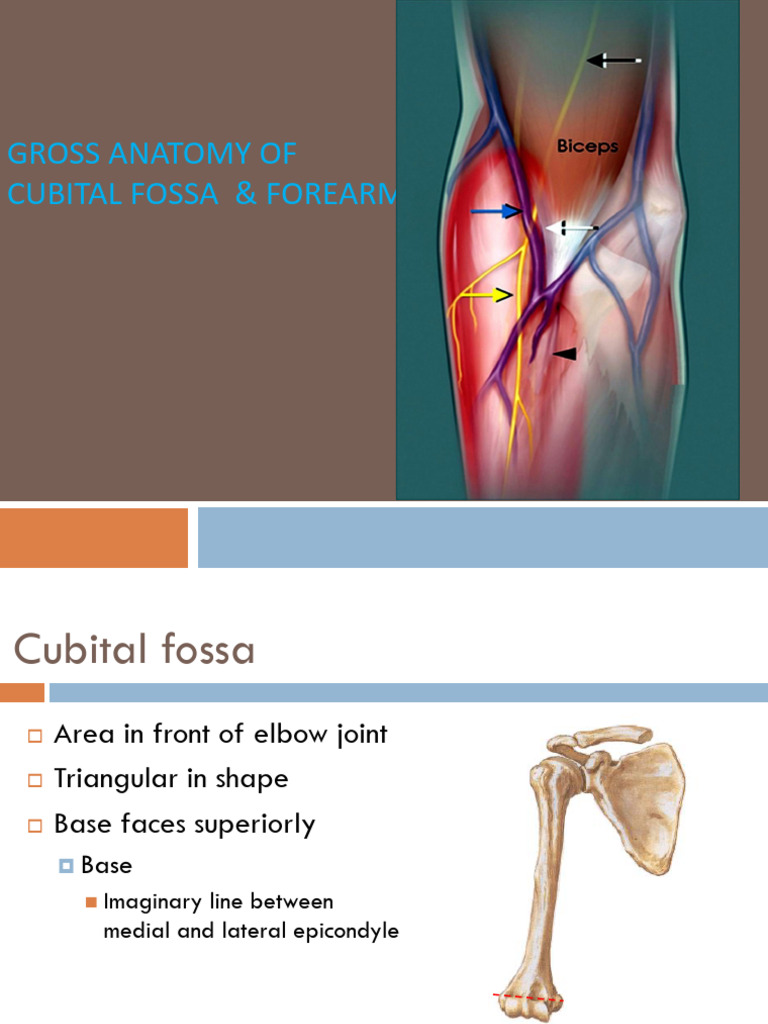 Gross Anatomy of Cubital Fossa and Forearm 2023 | PDF | Thumb | Soft Tissue