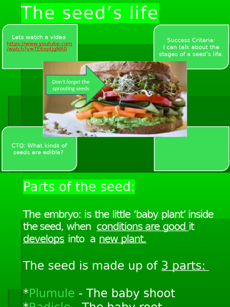 Understanding Seed Life Cycle | PDF