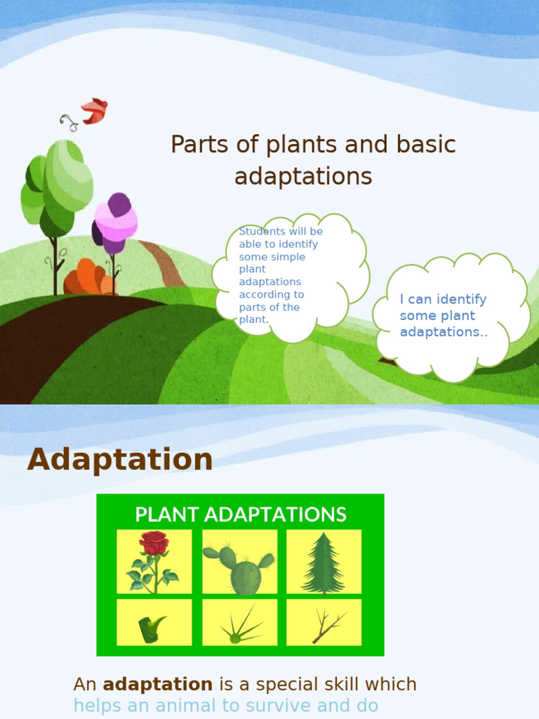 4.plants Basic Adaptations | PDF