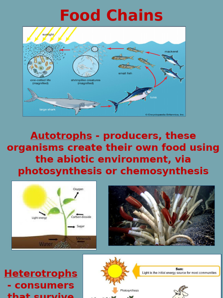 Understanding Food Chains | PDF