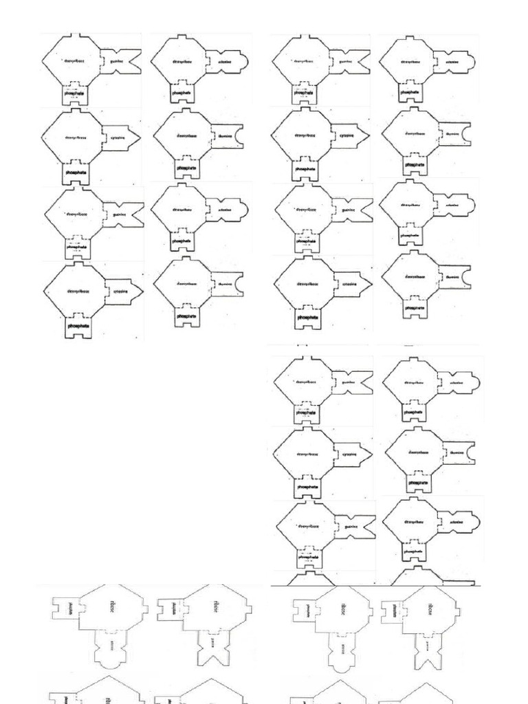 DNA RNA Nucleotides Templates Activity | PDF