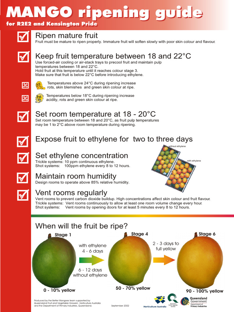 Mango-ripening-guide | PDF | Fruit