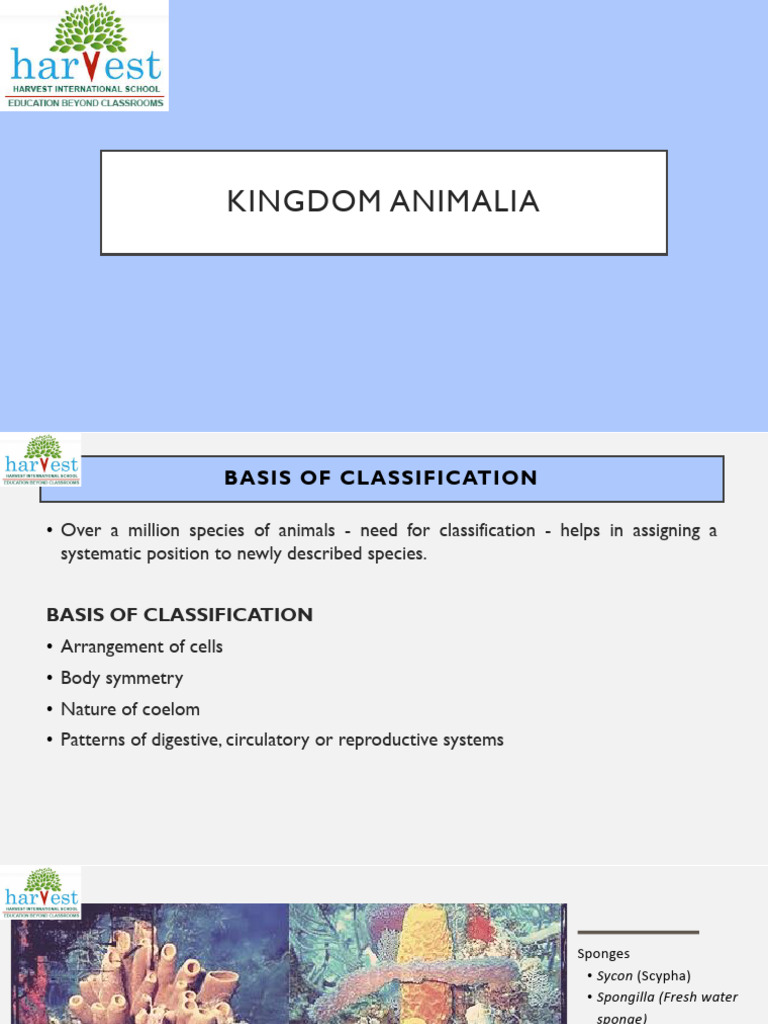 4 Animal Kingdom | PDF | Vertebrates