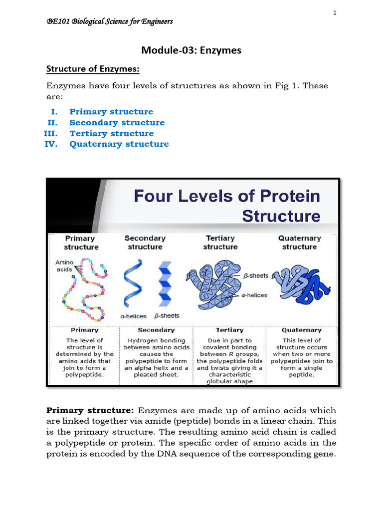 Module_3_Enzyme_2 | PDF | Protein Structure | Enzyme