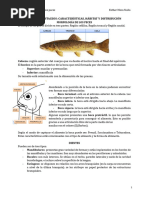 Anatomía de un pez y sus partes | PDF | Branquia | Pescado