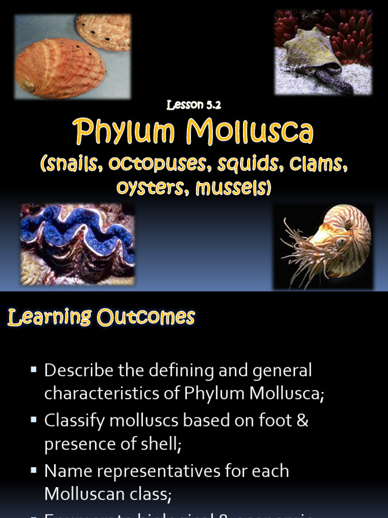 Zool 21 Module 4 Lesson 5.2 Phylum Mollusca | PDF | Mollusca | Molluscs