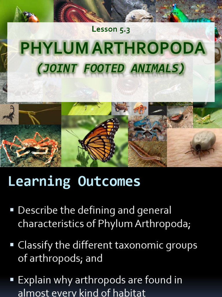 Zool 21 Module 4 Lesson 5.3 Phylum Arthropoda | PDF | Crustacean | Insects
