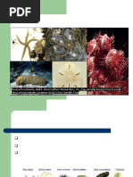 Echinoderms 3 | PDF
