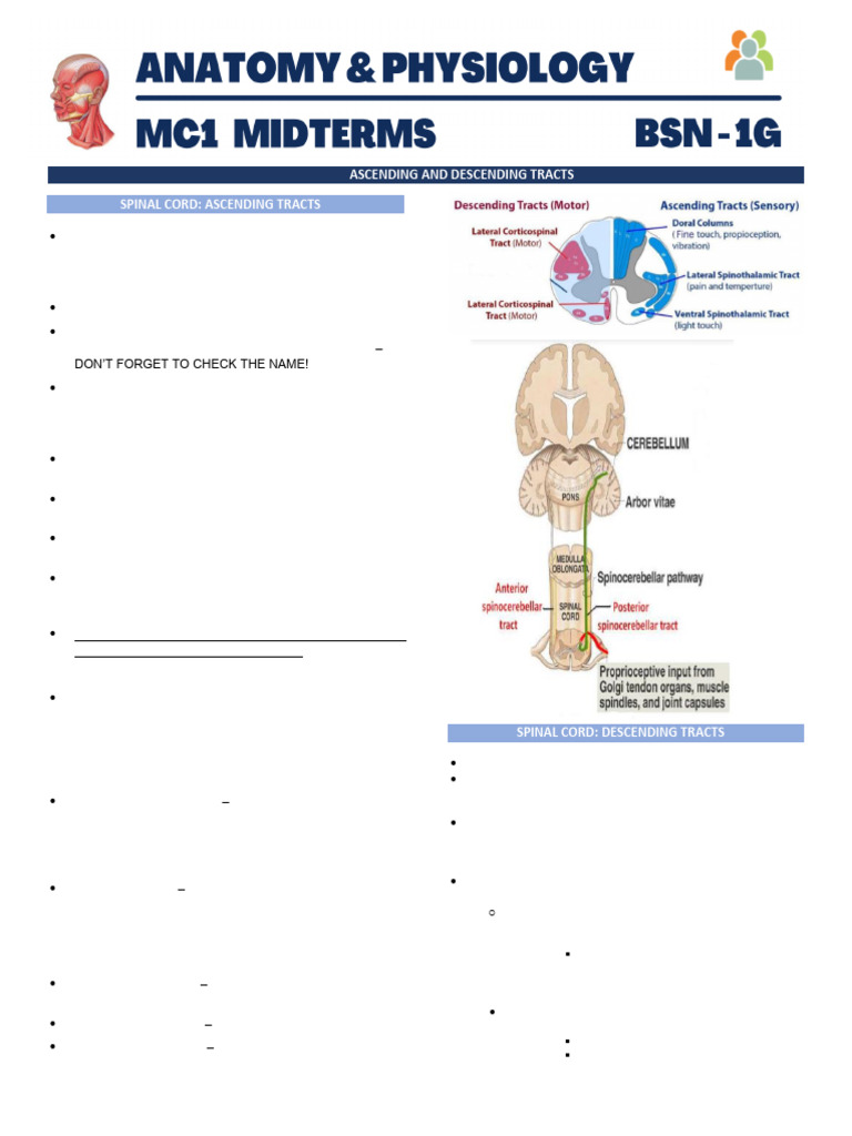 Anaphy Transes Ascending - Descending Tracts BSN 1G | PDF | Spinal Cord ...