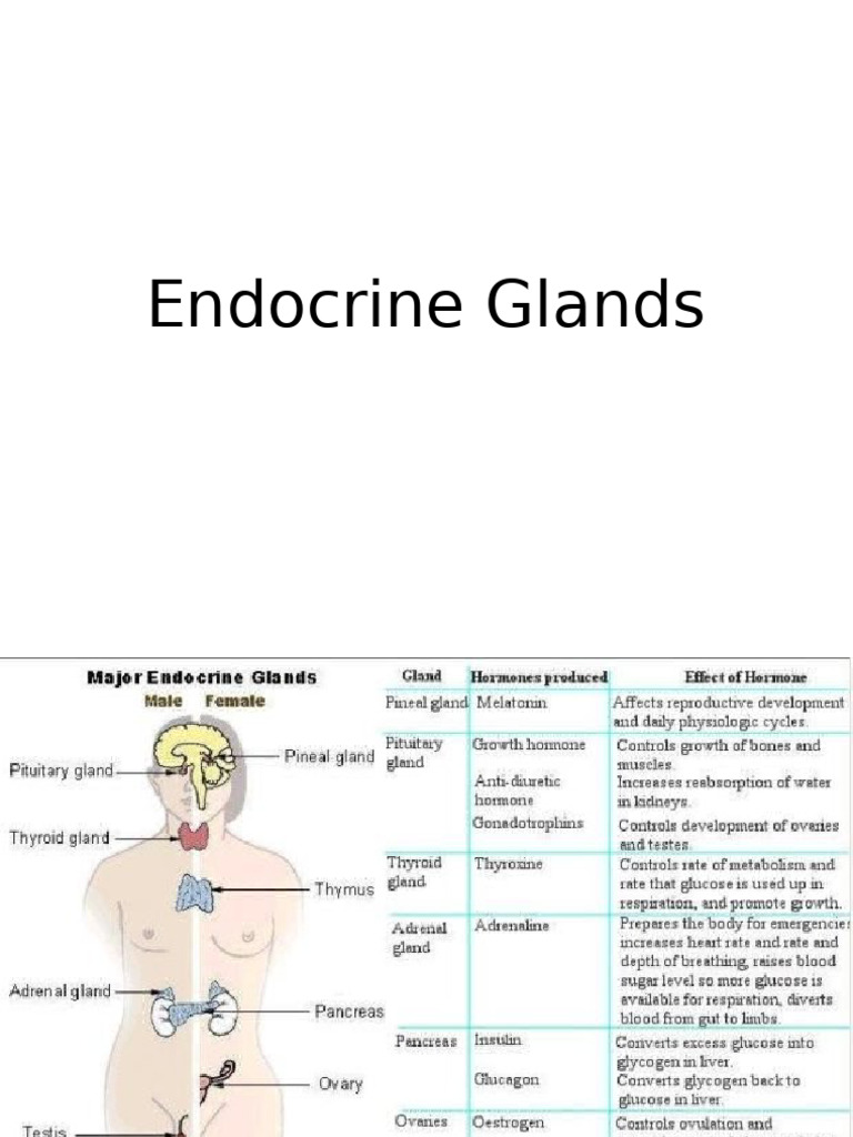 Endocrine System Glands | PDF | Thyroid | Endocrine System