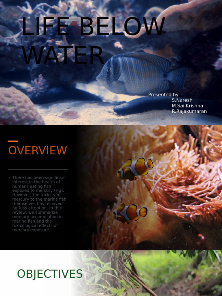 EVS Presentation | PDF