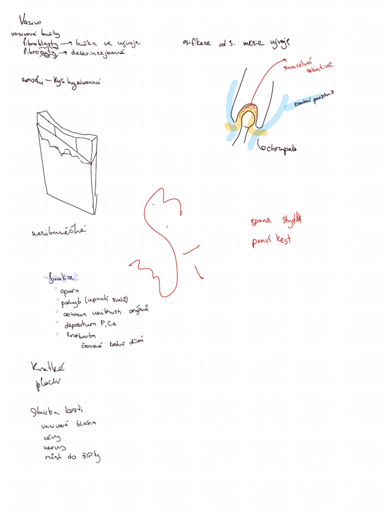 Fibroblasts and Tissue Composition | PDF