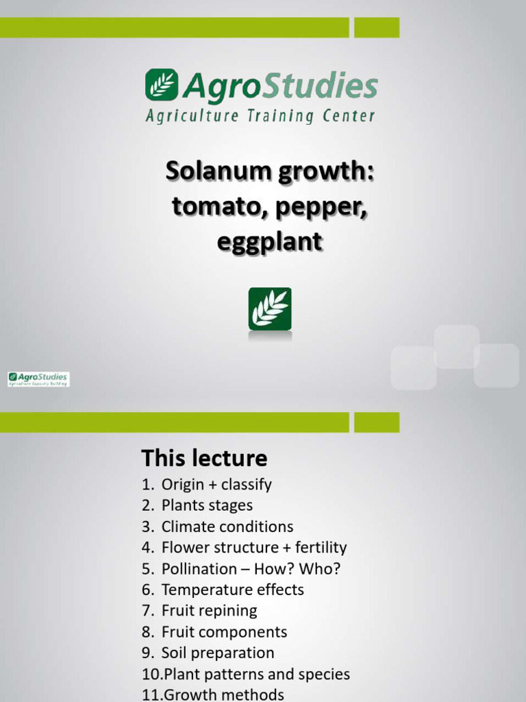 Solanum | PDF | Tomato | Fruit