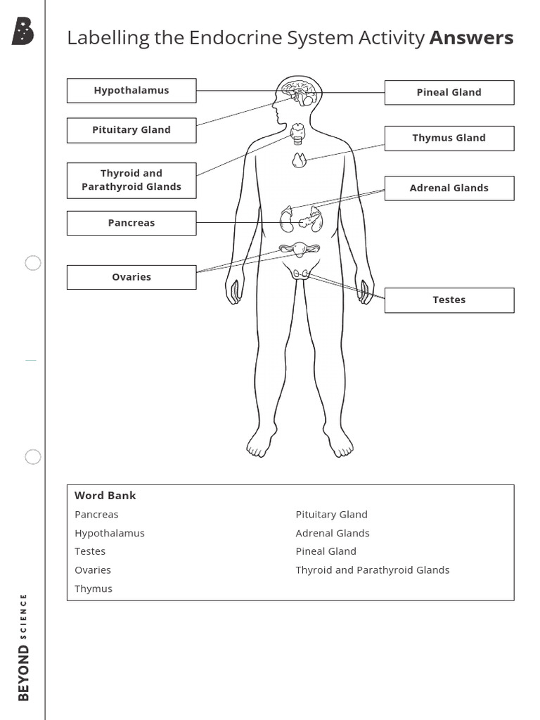 Organs of The Endocrine System Labelling Activity Answers | PDF