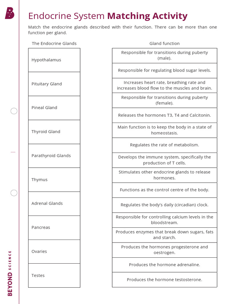 Endocrine System Matching Activity | PDF