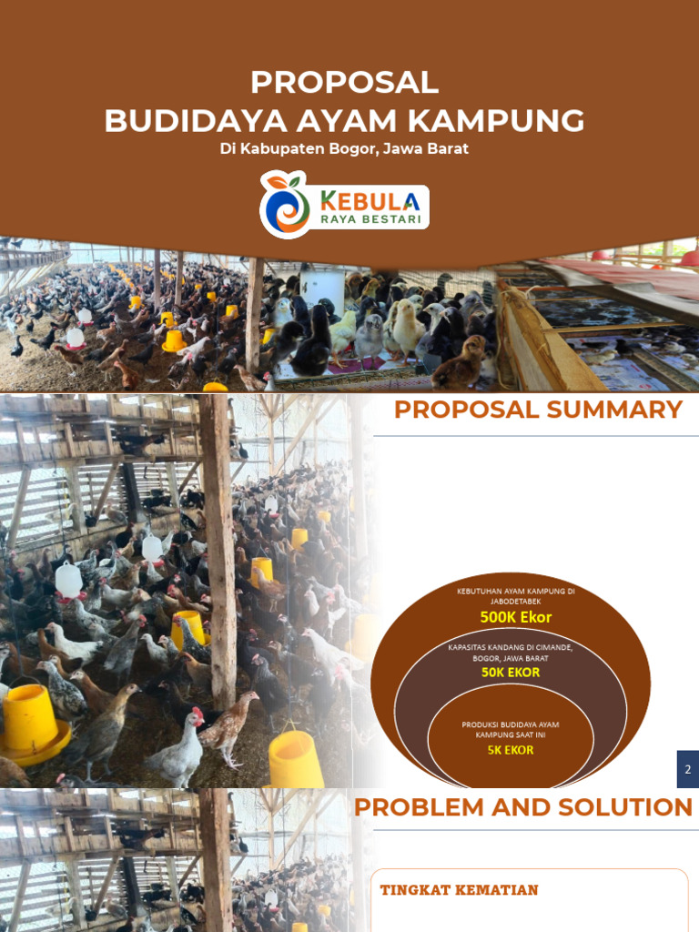 Proposal Budidaya Ayam Kampung | PDF